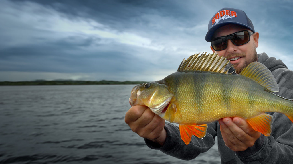 Fiska abborre – Tips & trix för abborrfisket | Sportfiskeprylar.se